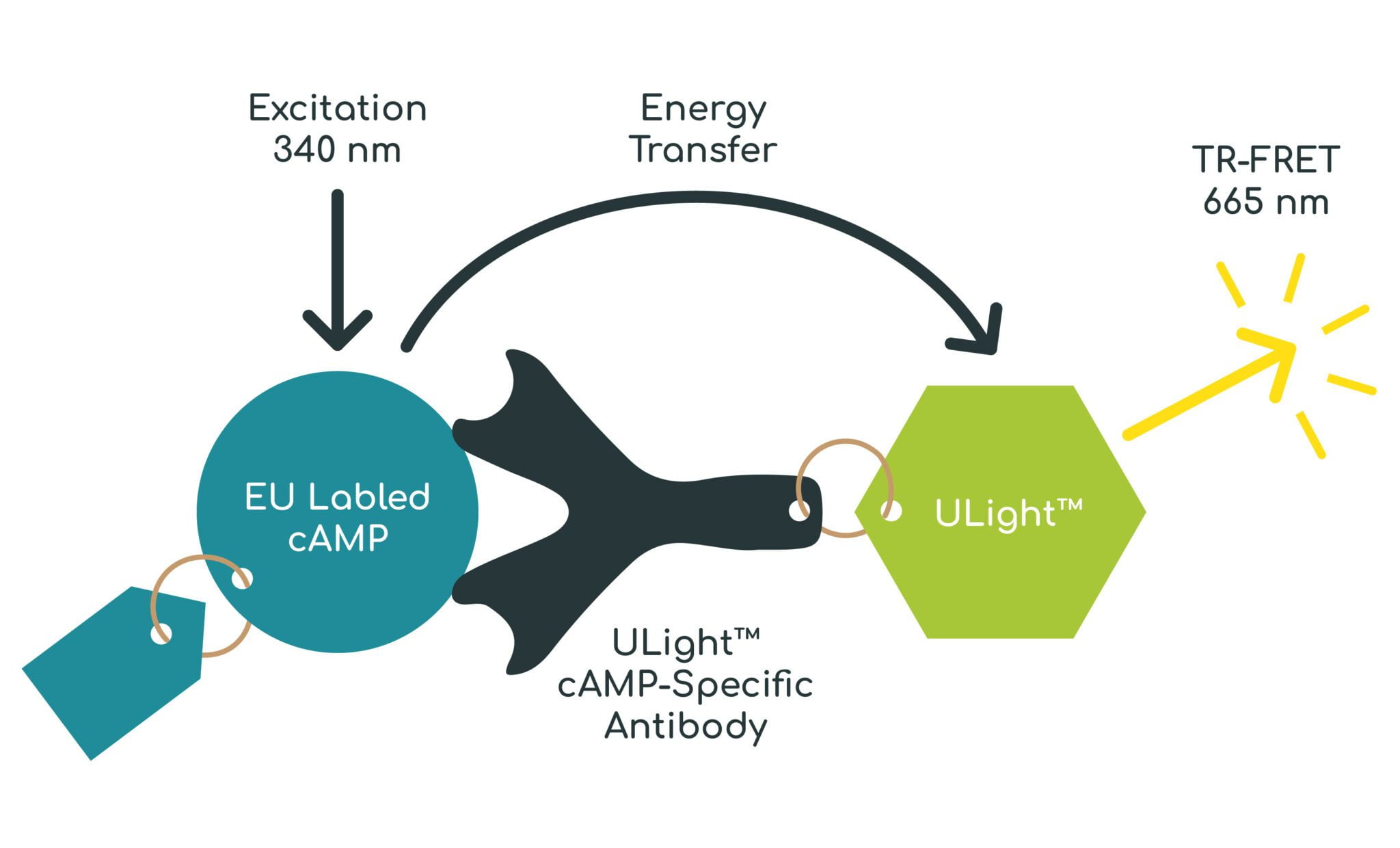 Functional Assay Services - Gifford Bioscience