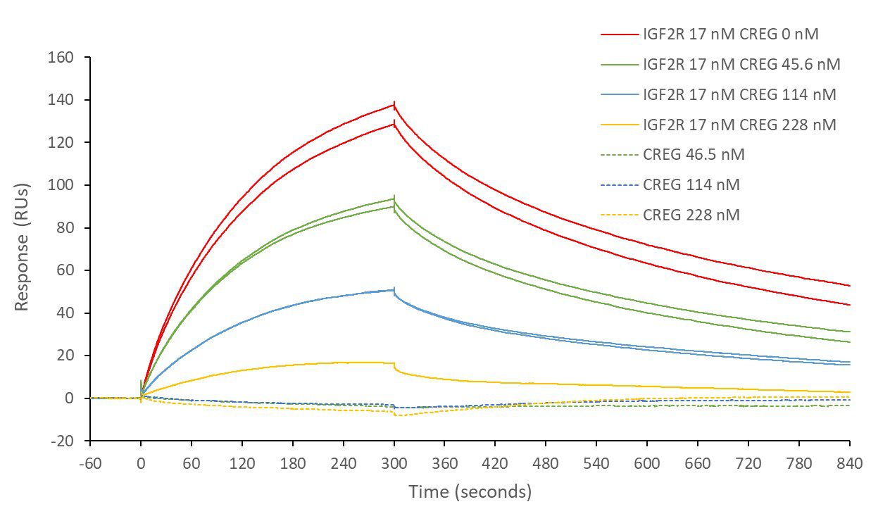 SPR (Biacore) Assay | Gifford Bioscience