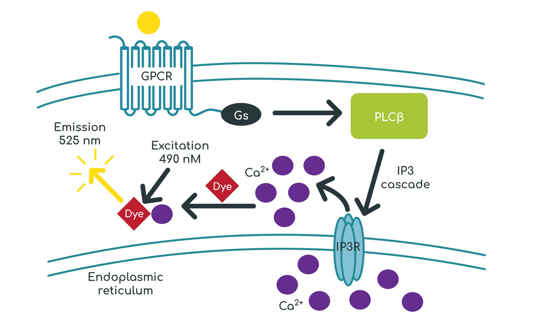 Functional Assays | Gifford Bioscience